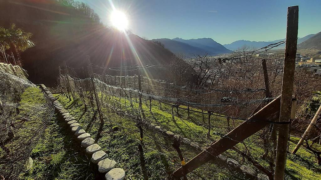 Pächter für kleinen Merlot-Rebberg gesucht Cantone Ticino affittare ...