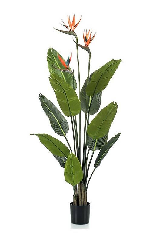 Künstliche Pflanze Strelitzia im Topf mit Blumen 120 cm im Kanton St ...