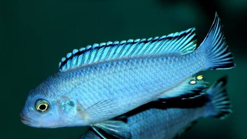 Pseudotropheus socolofi (Mbuna-Art) im Kanton Luzern - tutti.ch