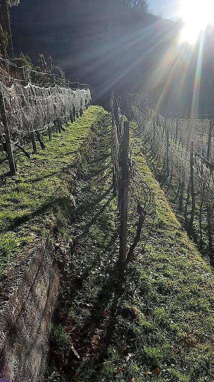 Pächter für kleinen Merlot-Rebberg gesucht Cantone Ticino affittare ...