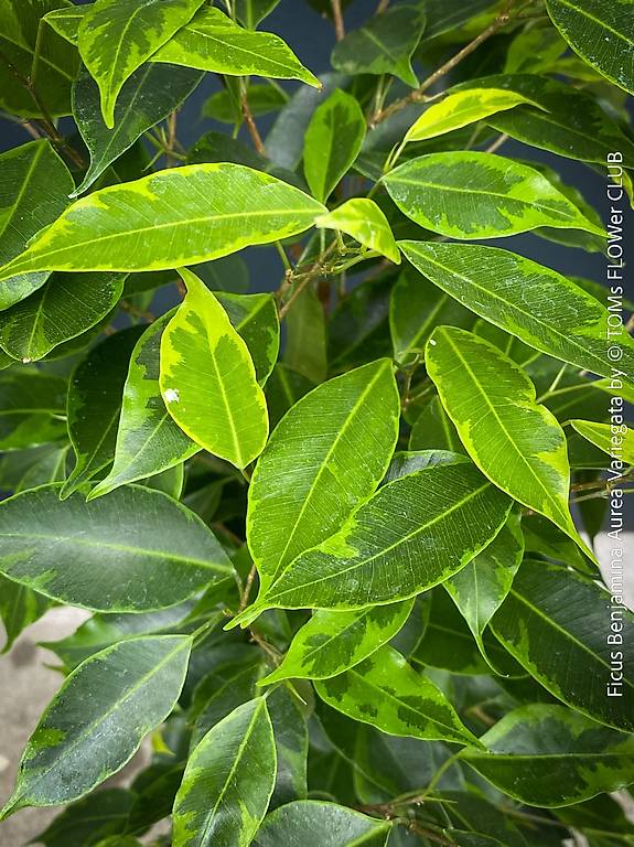 Ficus Benjamina Aurea Variegata - gold-panaschiert im Kanton Zürich ...