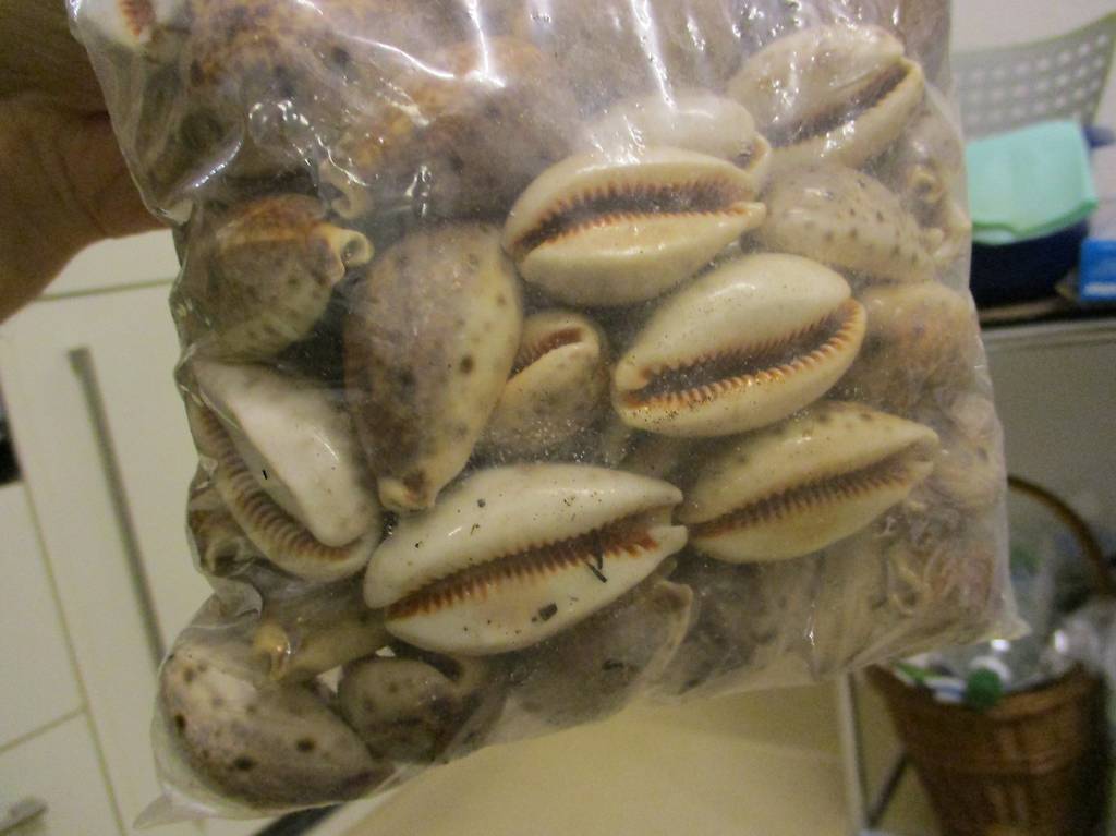 70x Cypraea lynx Kauri-Muscheln / Schnecken Kenia - RAR! im Kanton ...