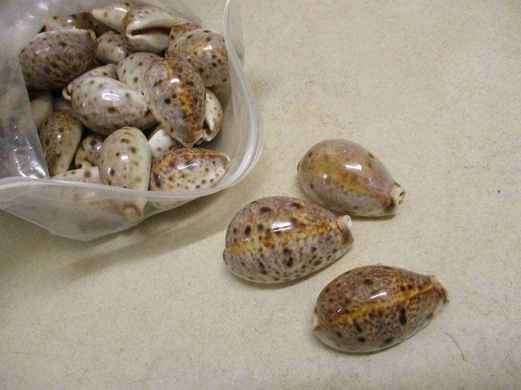 70x Cypraea lynx Kauri-Muscheln / Schnecken Kenia - RAR! im Kanton ...