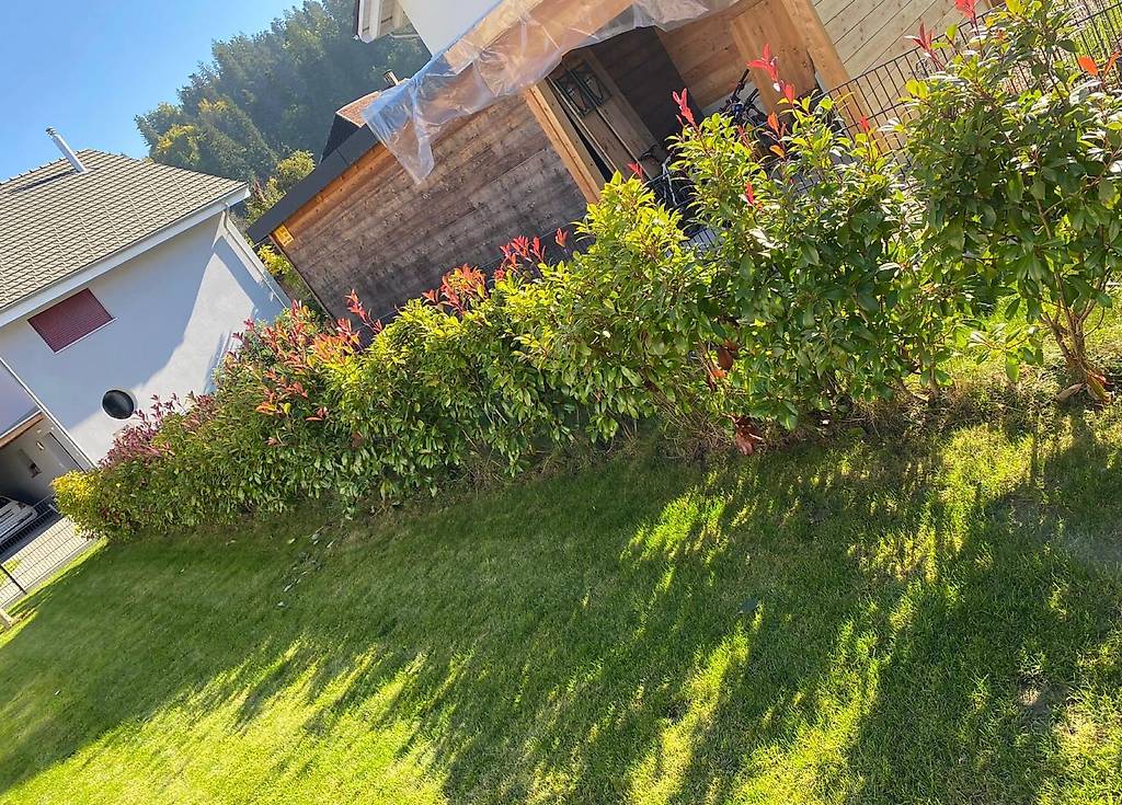 Heckenpflanzen Glanzmispel - Photinia Red Robin im Kanton Bern - tutti.ch