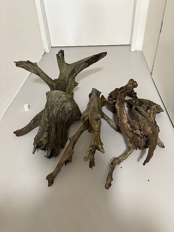 Mangrovenwurzeln im Kanton Basel-Landschaft - tutti.ch